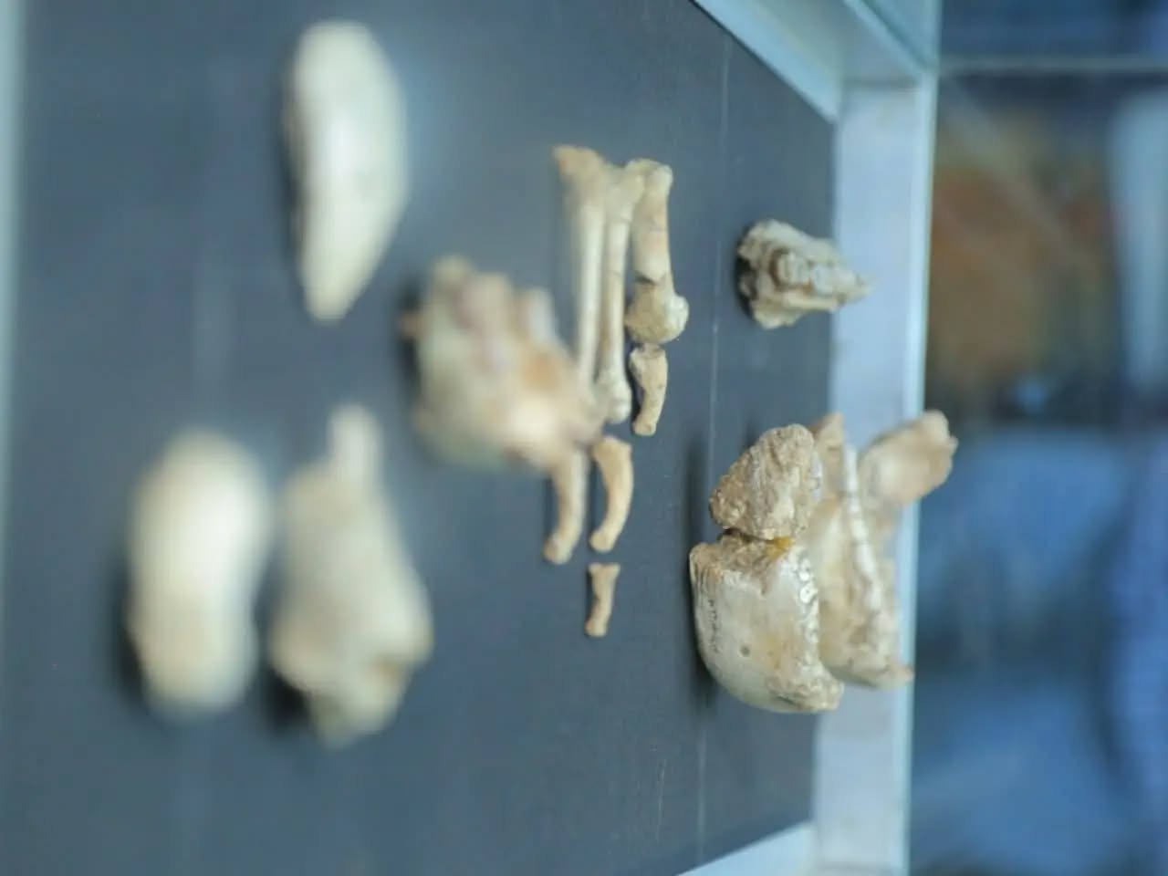 3.4-Million-Year-Old Human Ancestor Discovered in Ethiopia | Afropia ...
